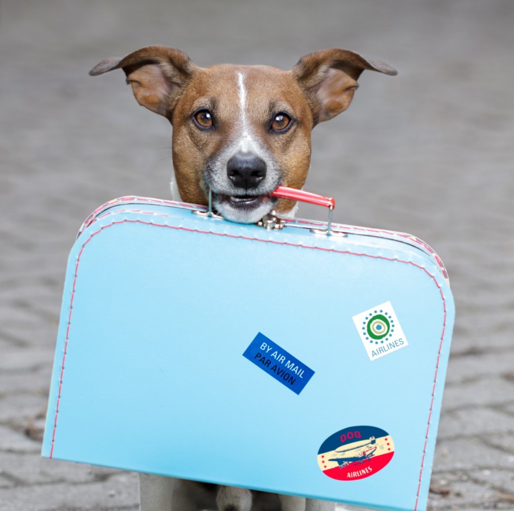 Como embarcar com animais de estimação na LATAM, GOL e AZUL - KAYAK ...