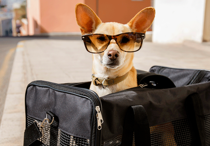 Como embarcar com animais de estimação na LATAM, GOL e AZUL - KAYAK ...